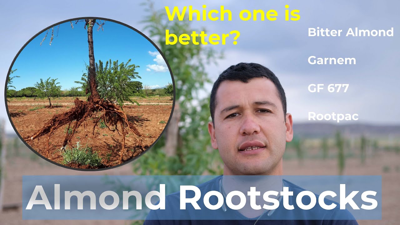 Almond Rootstocks - Badem Anaçları - YouTube