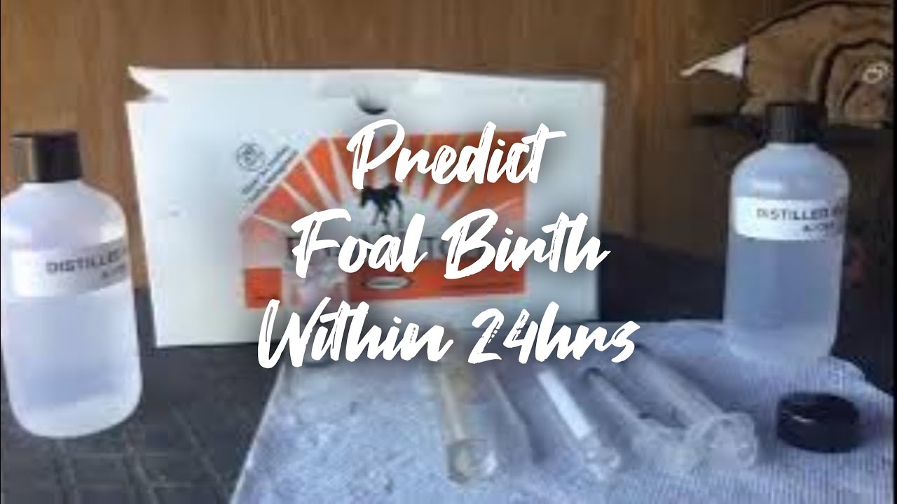 Predict Foal Birth Within 24 Hours using a Test Kit for Foaling ...