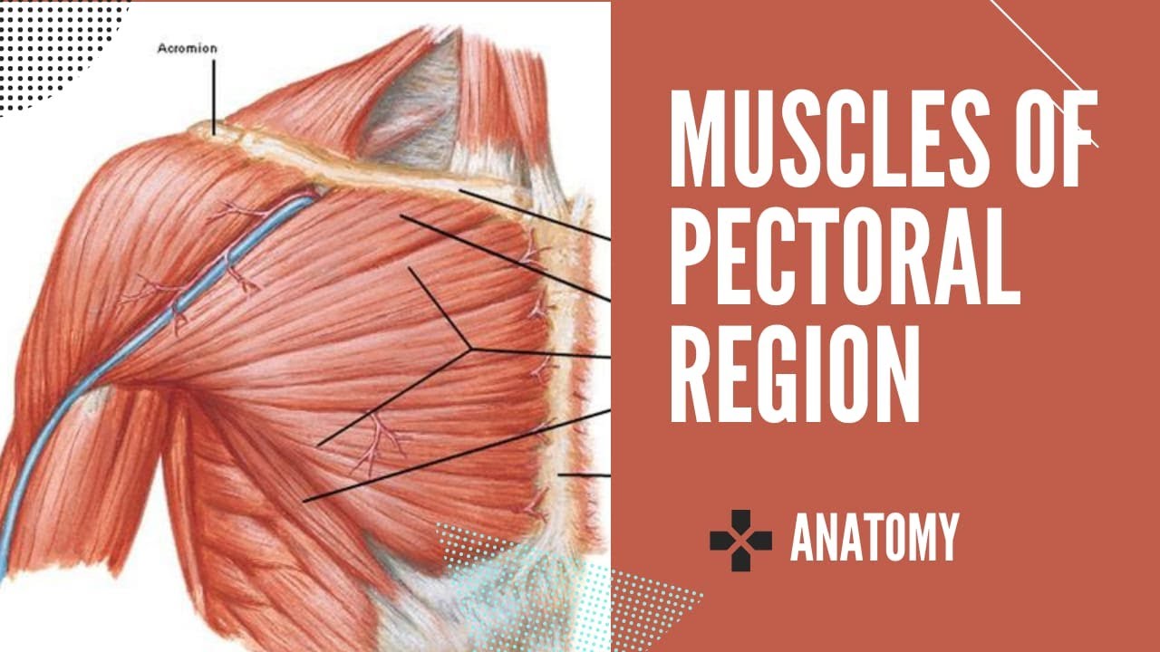 Muscles of Pectoral Region | Upper Limb Anatomy | Anatomy Made Easy ...