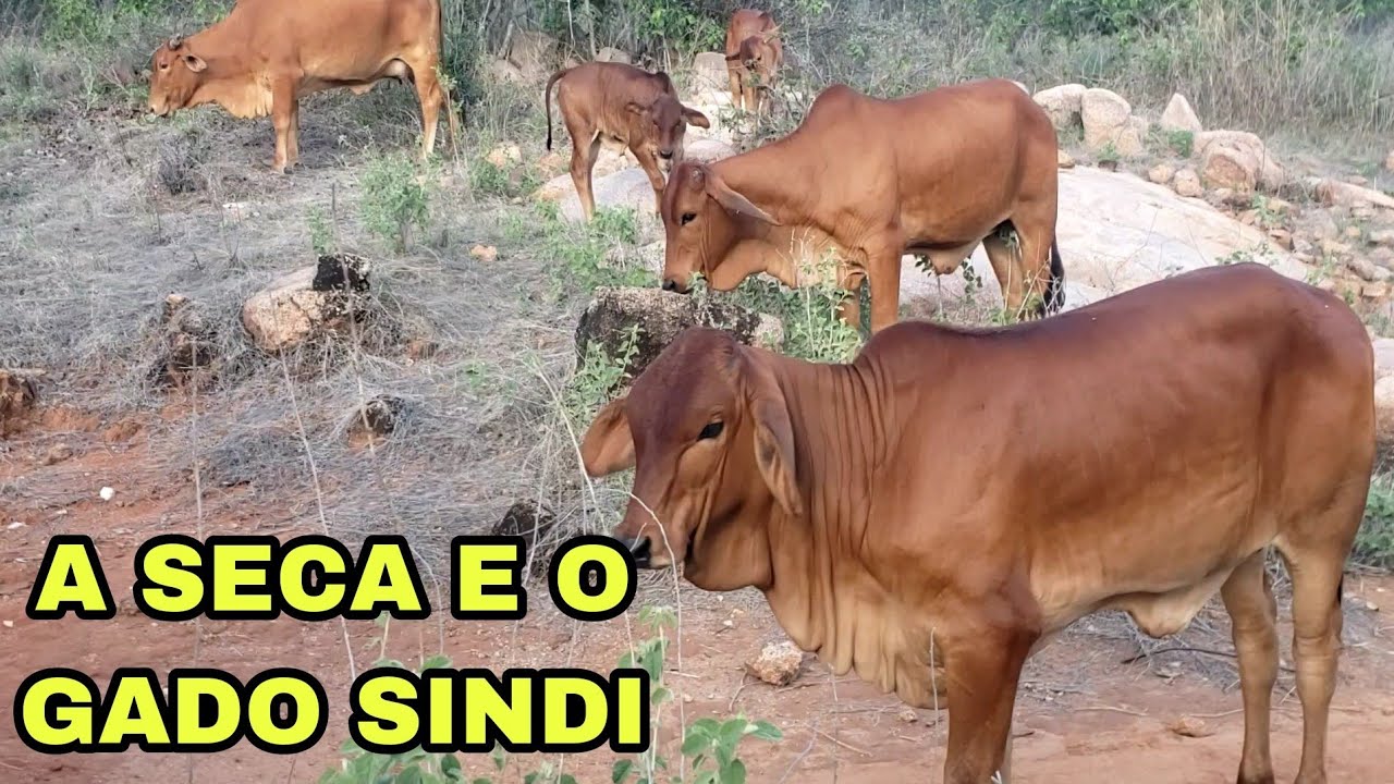 GADO SINDI NO AMBIENTE DA CAATINGA - YouTube