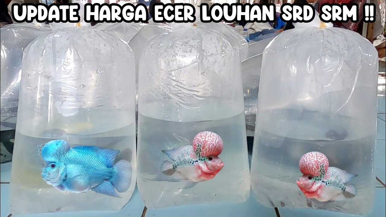 UPDATE HARGA ECER LOUHAN SRD SRM‼️PASAR IKAN HIAS PARUNG‼️ - YouTube