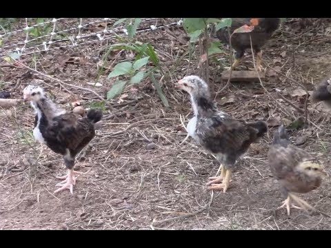 Chicken Chaos - YouTube