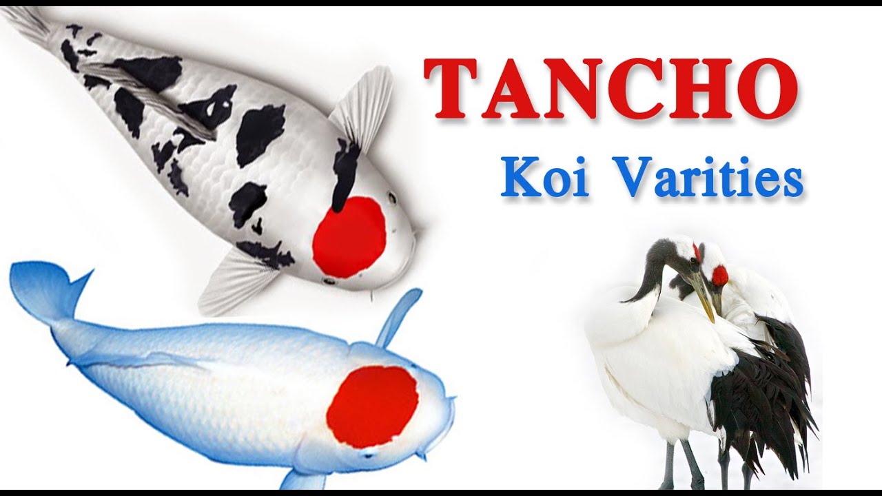 TANCHO Variety - Type of Koi - YouTube