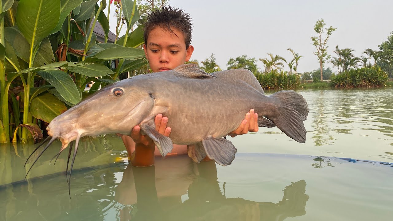Fishing for Giraffe Catfish in Thailand - Species Challenge - YouTube