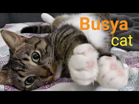 Busya cat - YouTube