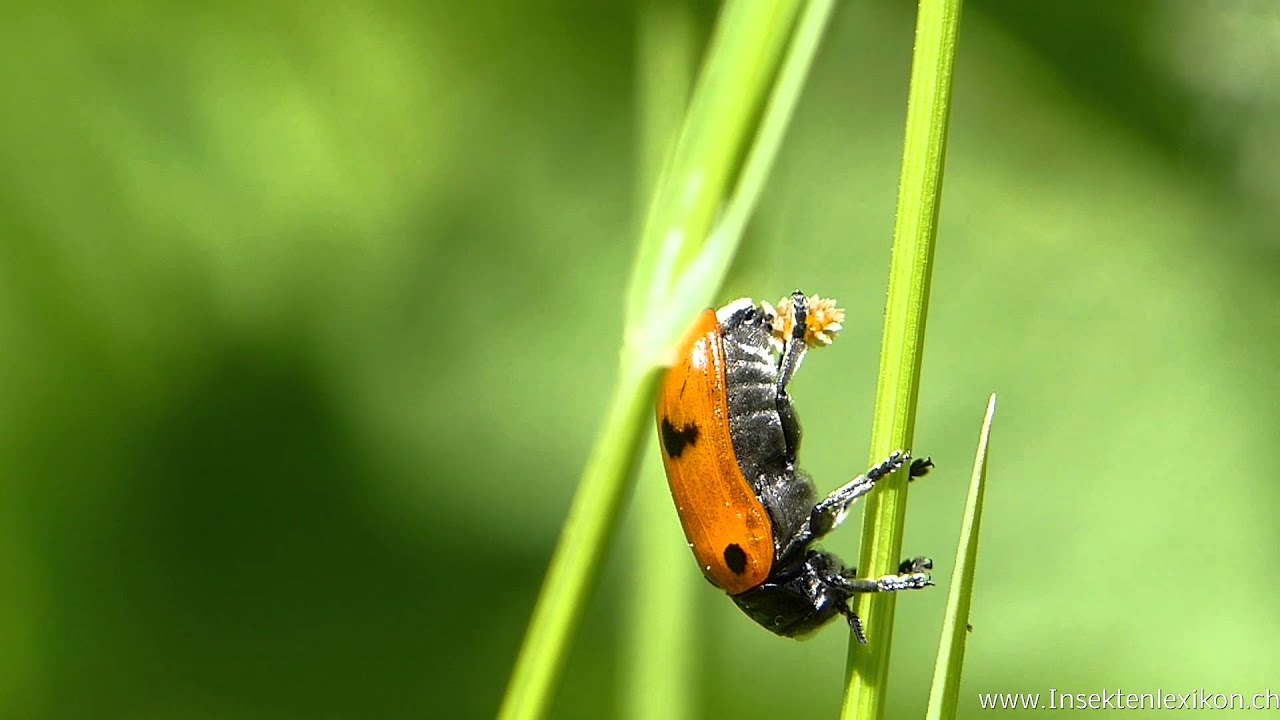 Vierpunkt Ameisenblattkäfer (Clytra quadripunctata) - YouTube