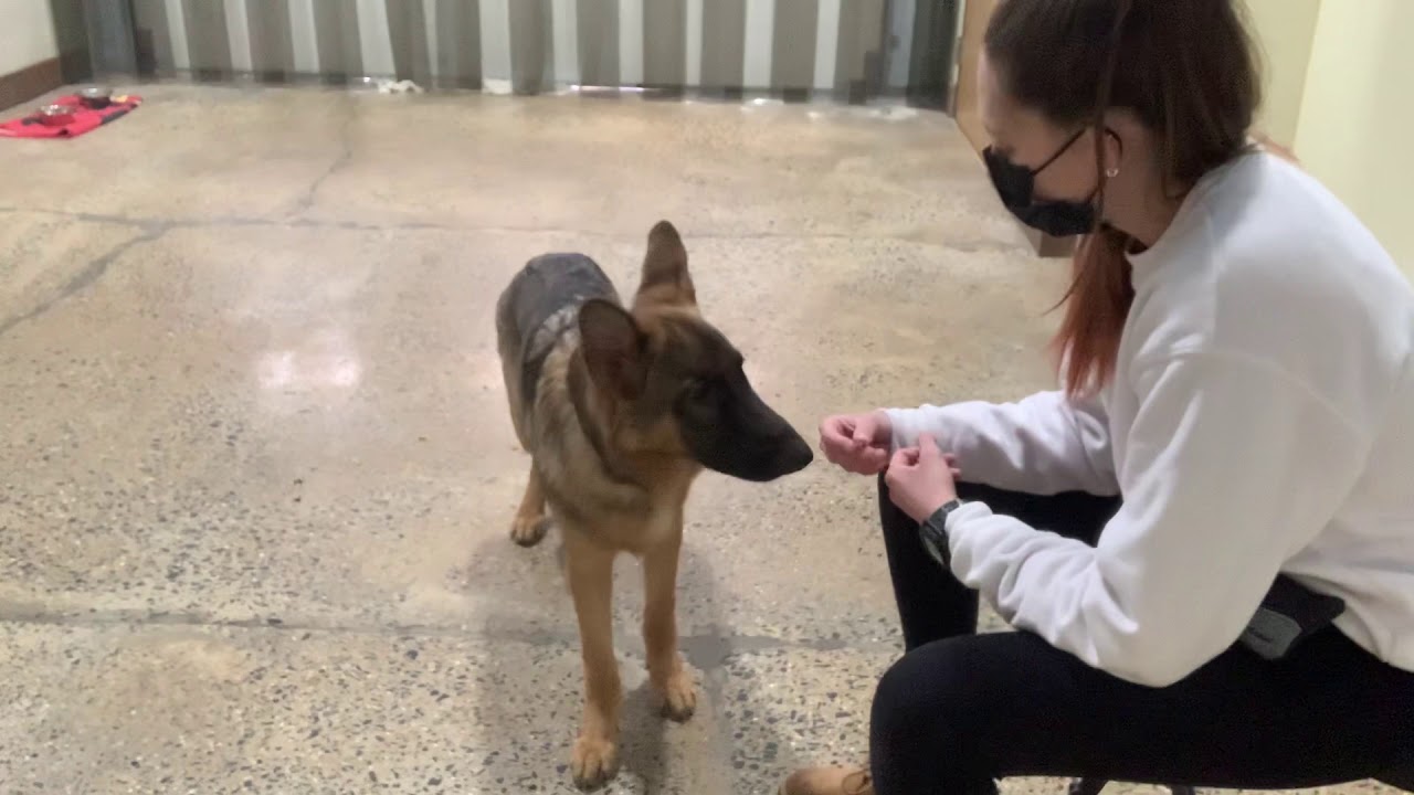 Maria The Dog Trainer & Reggie 12/19/2020 - YouTube