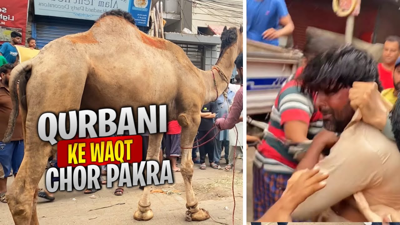 Oanth ki qurbani krte huwe choor pakra - YouTube