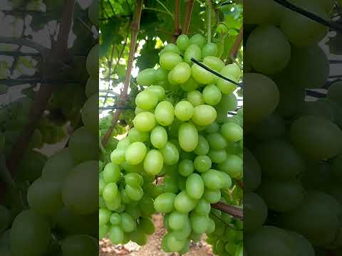 Grapes farming in Arava region,Israel - YouTube