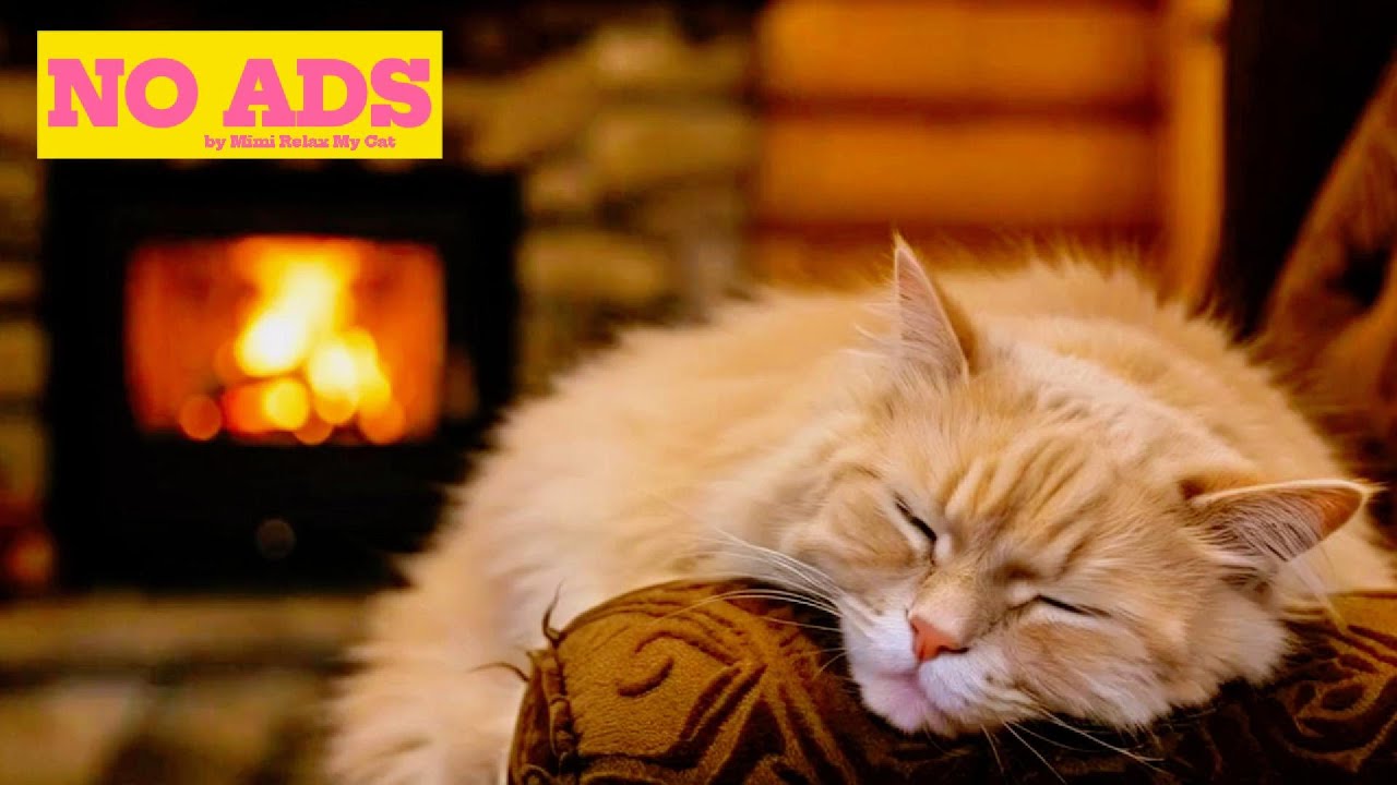 6 HOURS | Velvet Calm - Gentle Music for Cats | Mimi Relax My Cat - YouTube