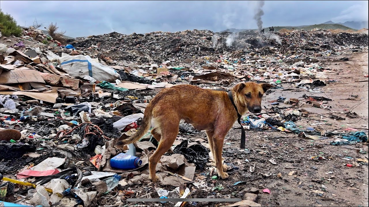 Dog Abandoned On Landfill Needs a Home! - YouTube