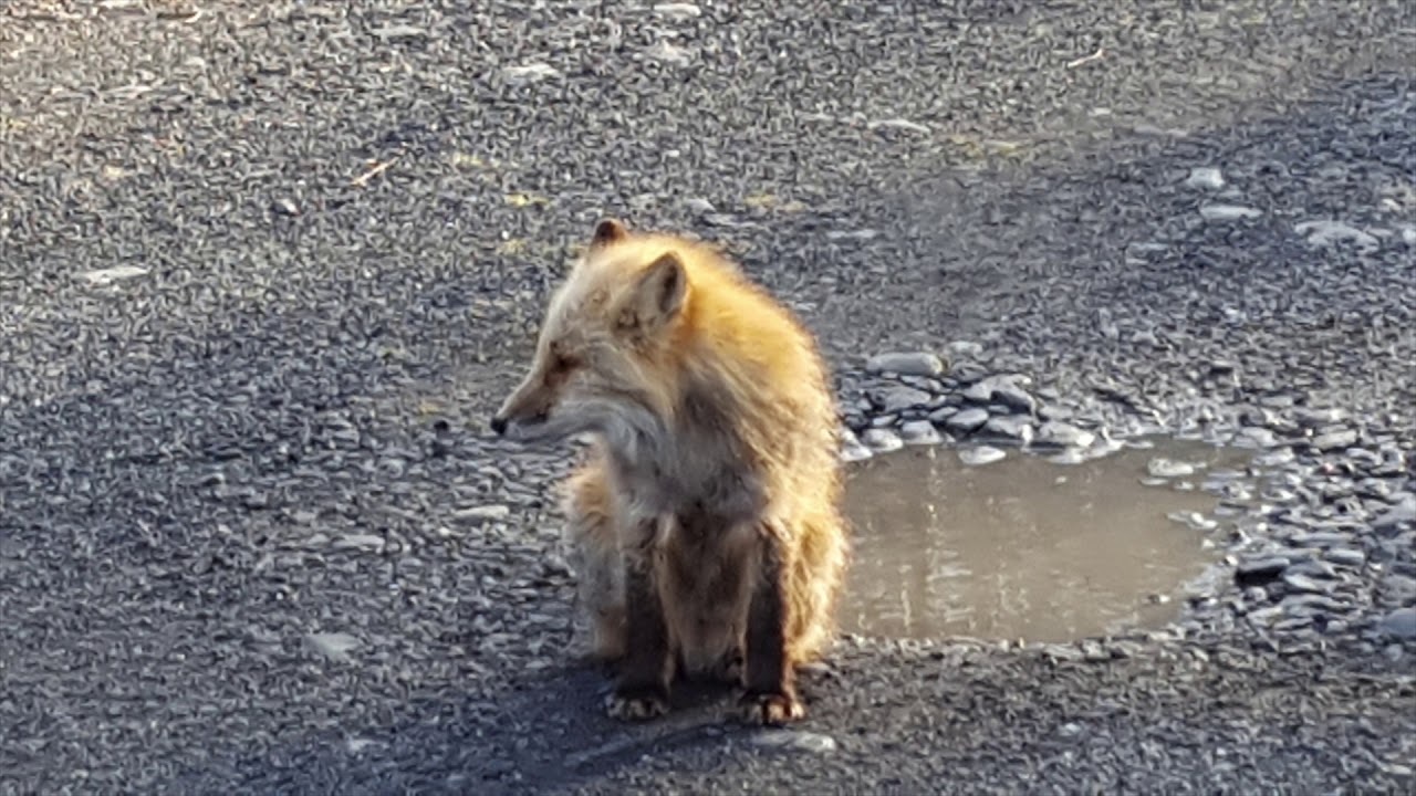 Kodiak Spring Red Fox - YouTube