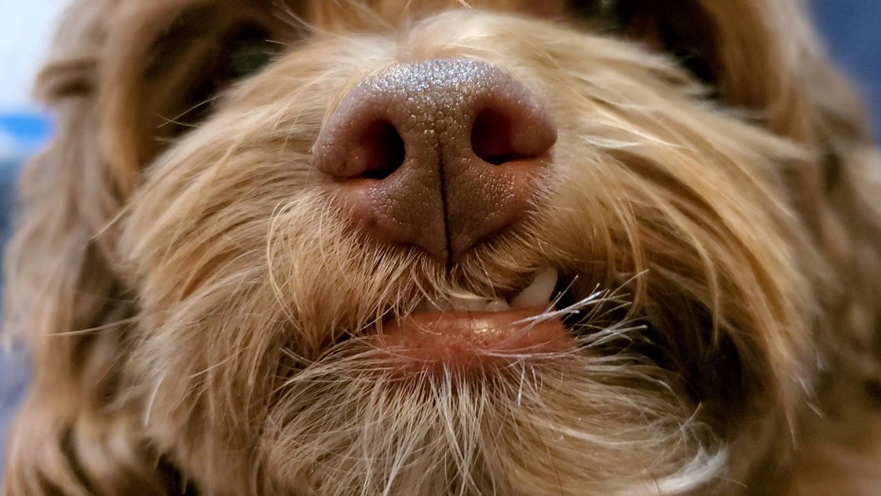 Chestnut Close-up Face - YouTube