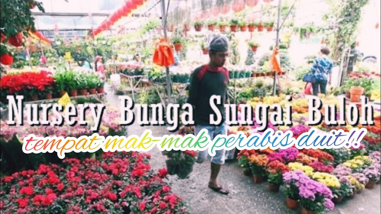 Nursery Bunga kat Sungai Buloh (July 2020) - YouTube