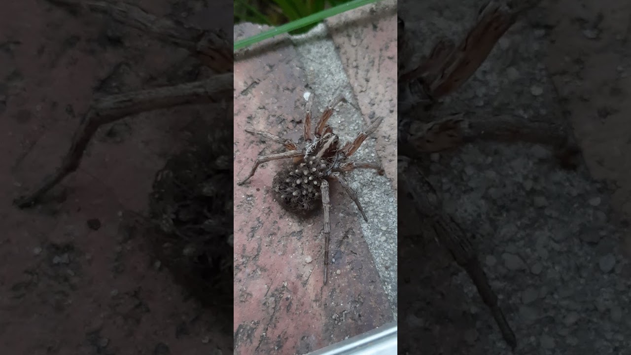 Wolf Spider with Babies at 3NT Productions - YouTube