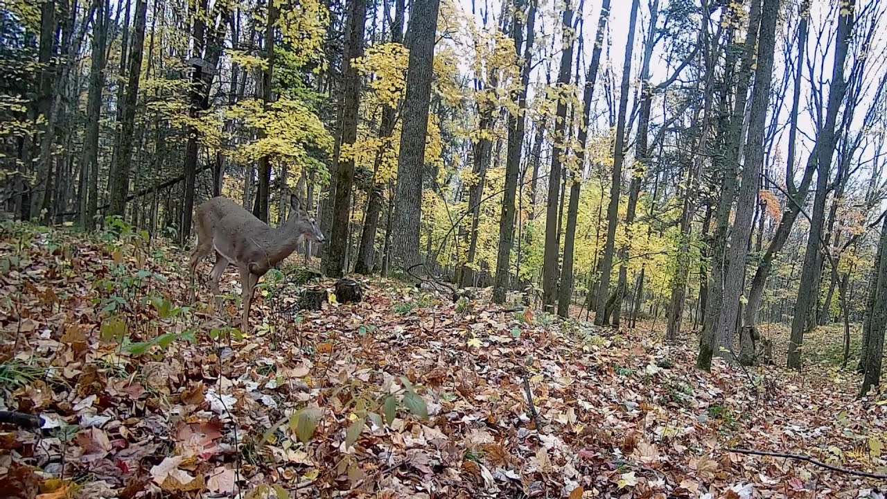 tua mos lwj{ Hmong Crossbow Hunting 2023 - YouTube