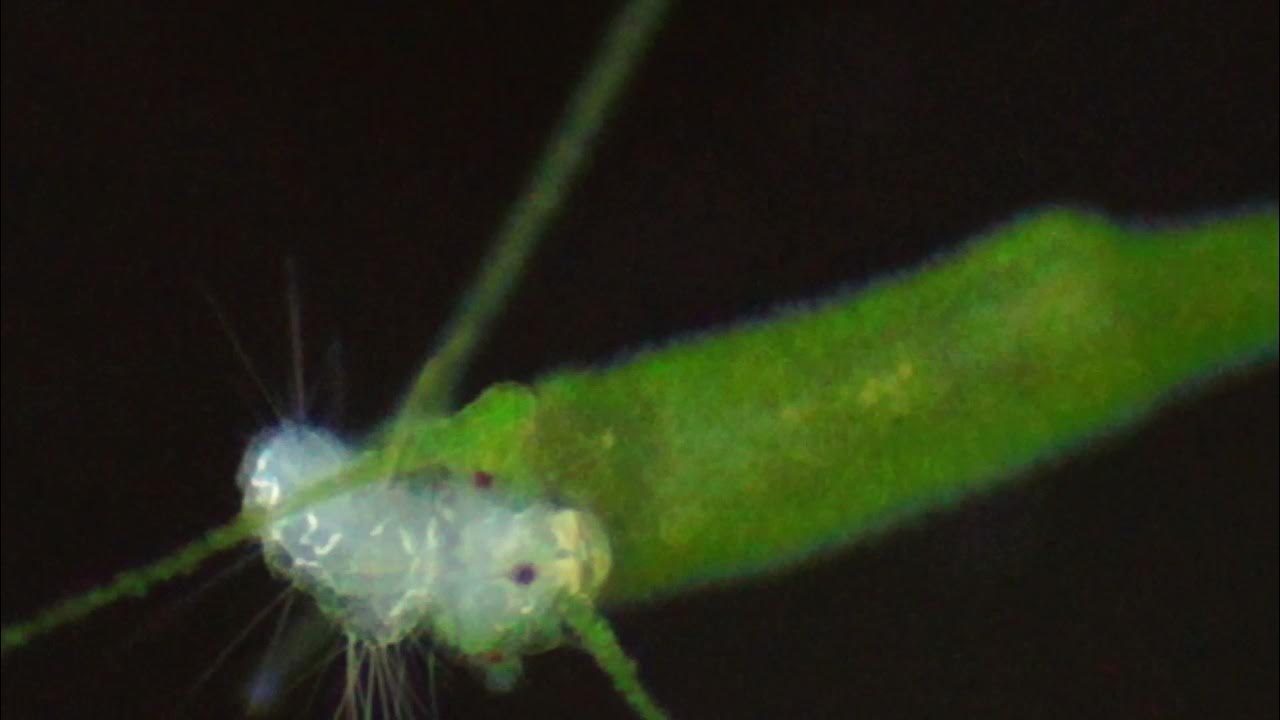 Feeding the Hydra - YouTube