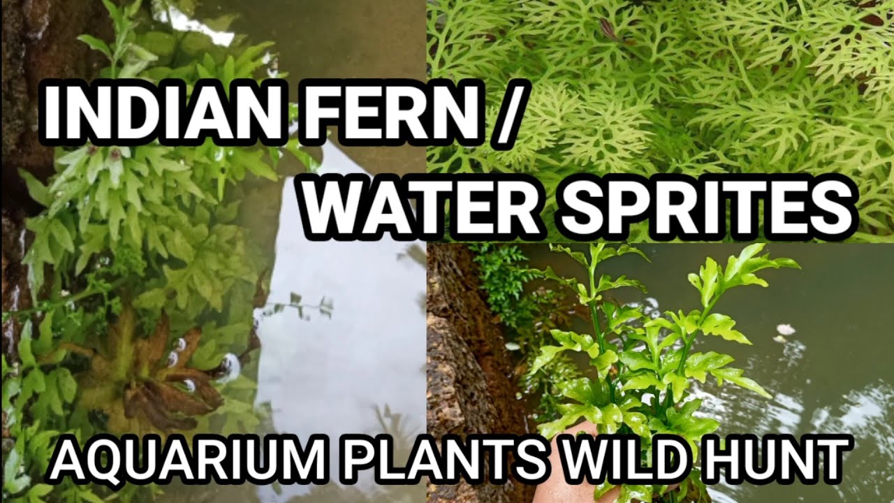 WATER SPRITE / INDIAN FERN WILD HUNT. #Aquariumplants #Aquascaping # ...