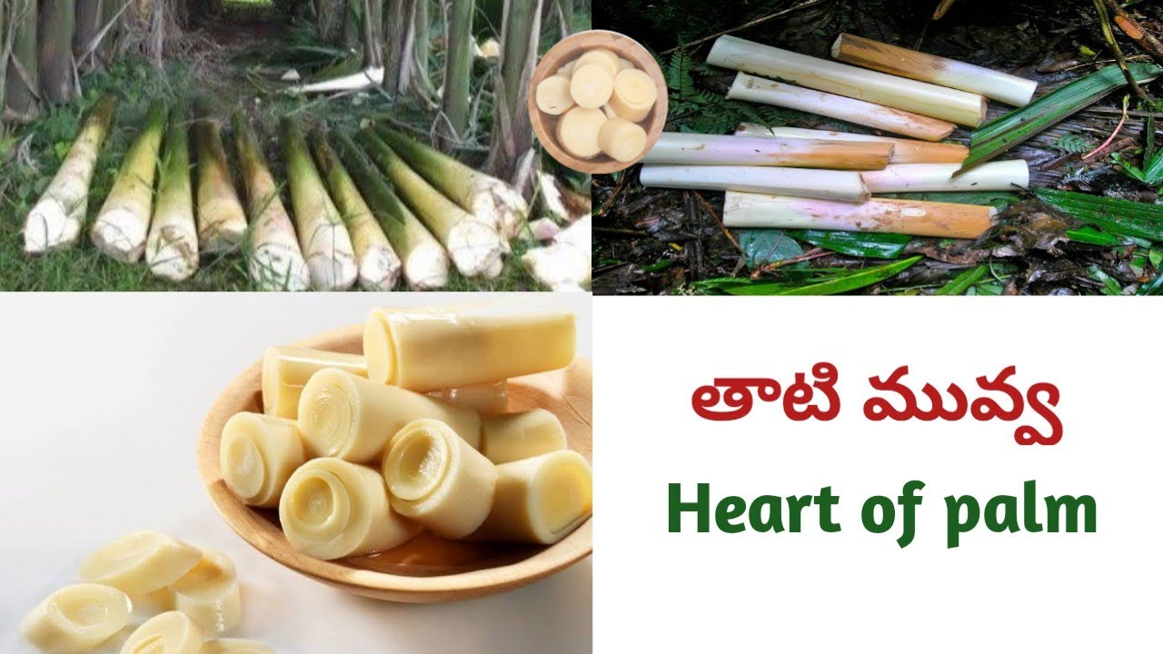 Tati chettu🌴🌴, తాటి మువ్వ,tati muvva,how to cut heart of palm tree ...