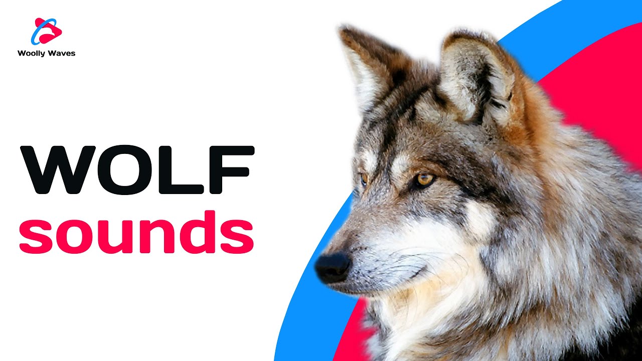Wolf sounds | Mesmerising sounds of a wolf | As the wolf says | - YouTube