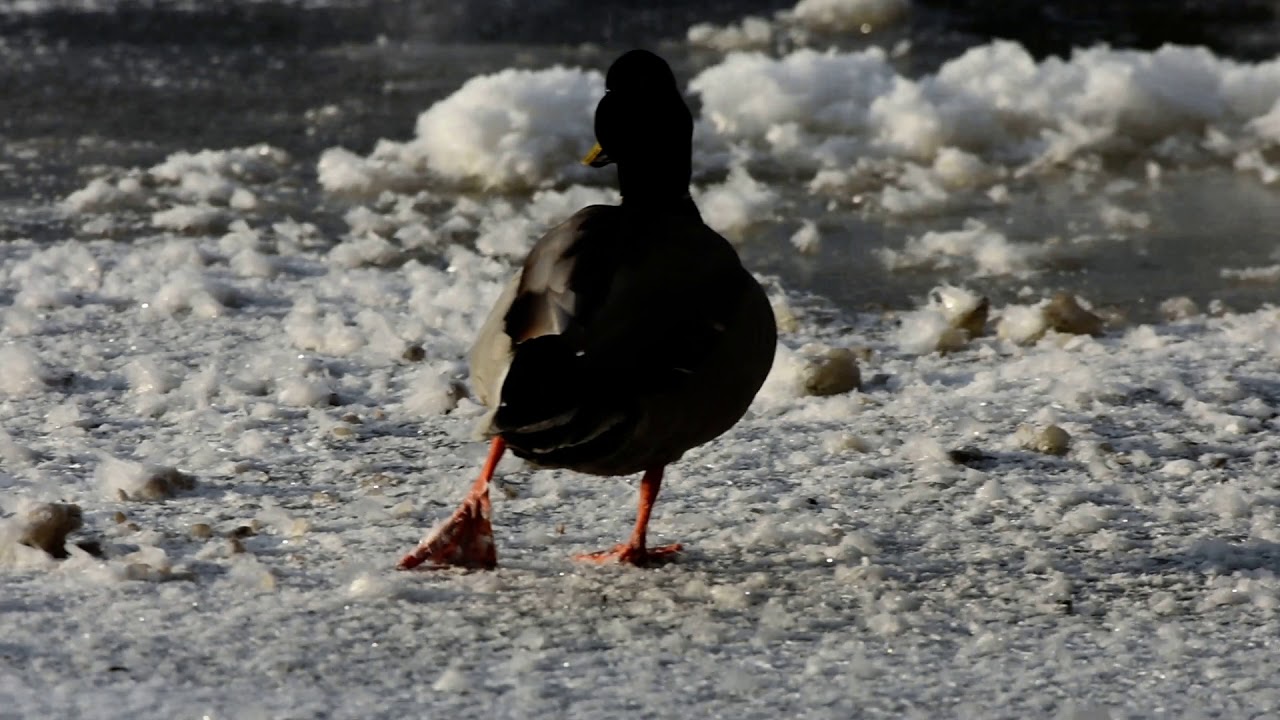 Ducks on ice, Amazing with mailards walking on ice on the river ...