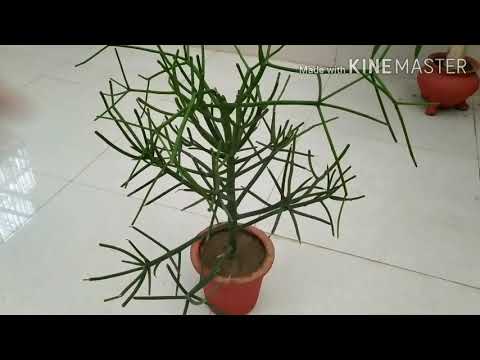 CARE AND PROPAGATION OF PENCIL PLANT // GREENER GARDEN - YouTube
