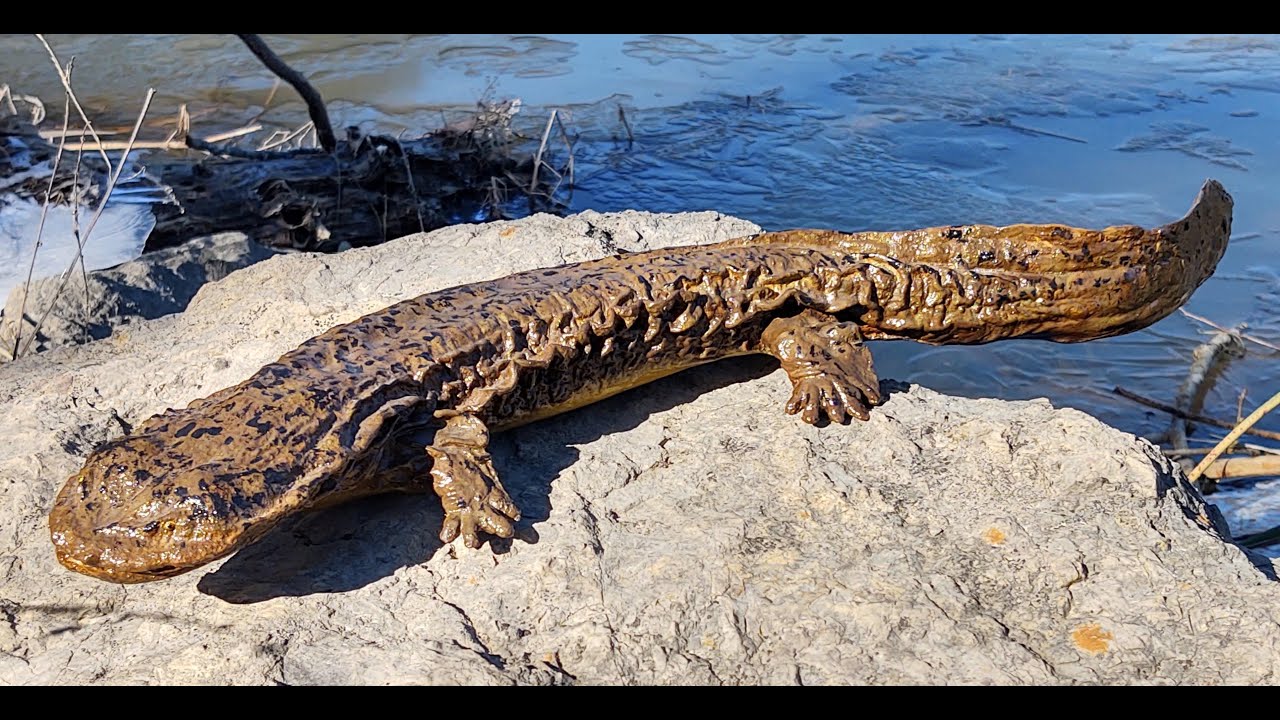 Fifteen Minutes in the Forest: Hellbender Habitat - YouTube