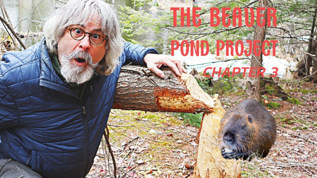 Beaver Pond Project--Chapter 3 - YouTube