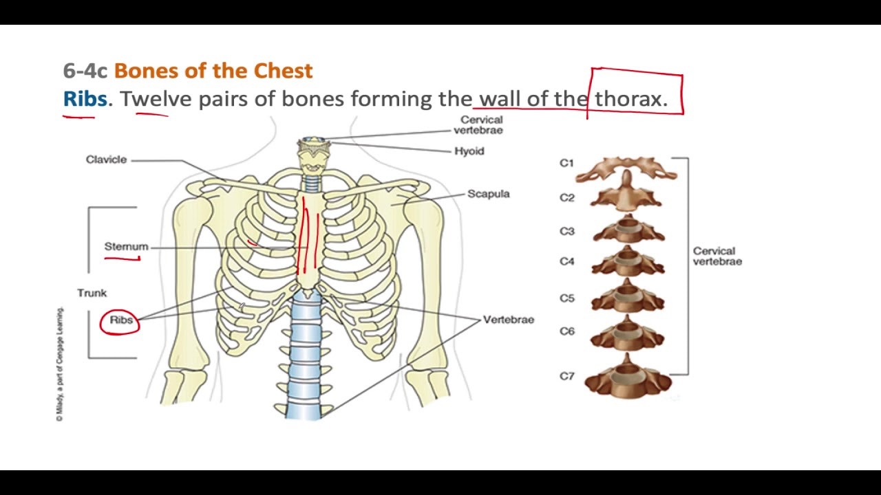 6 4 C Bones of the Chest - YouTube