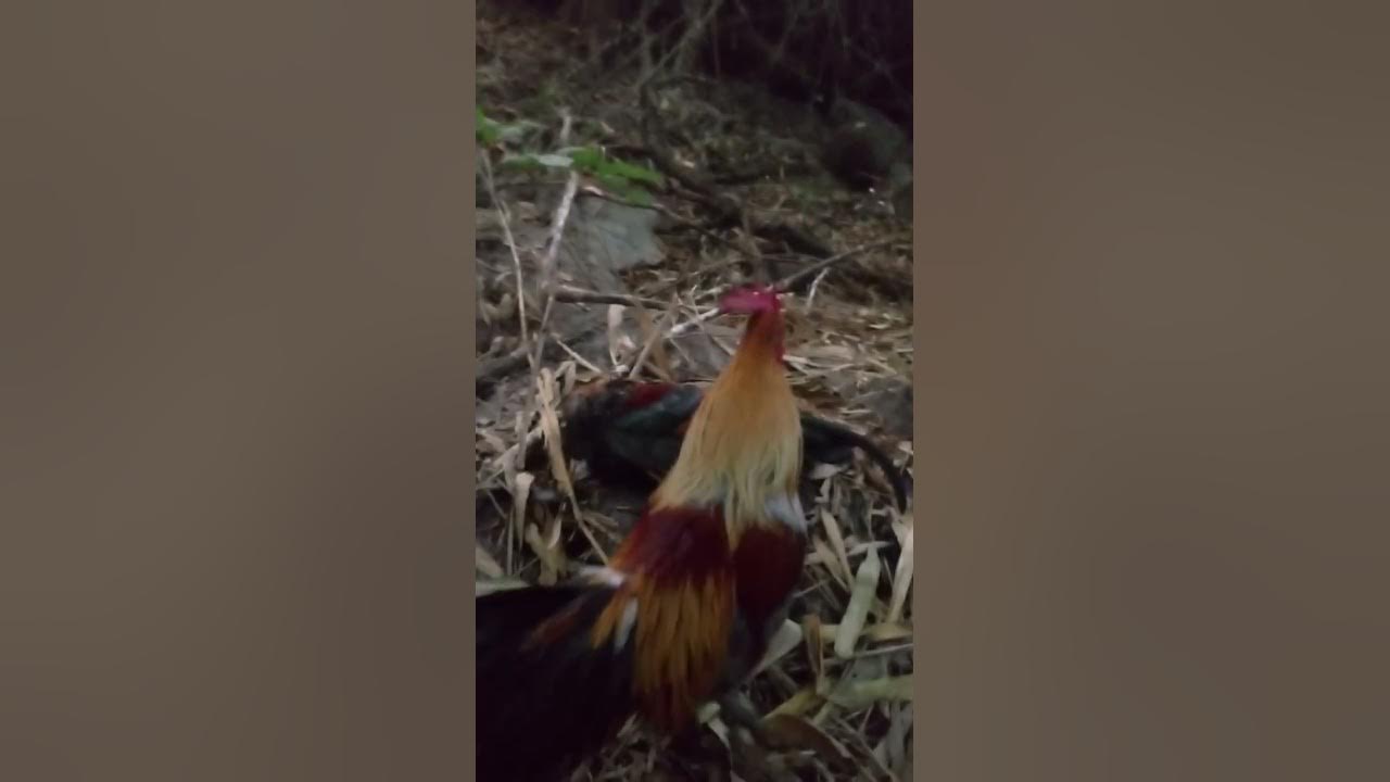 dib qaib qus tuaj zoo kawg 23/11/2023 - YouTube