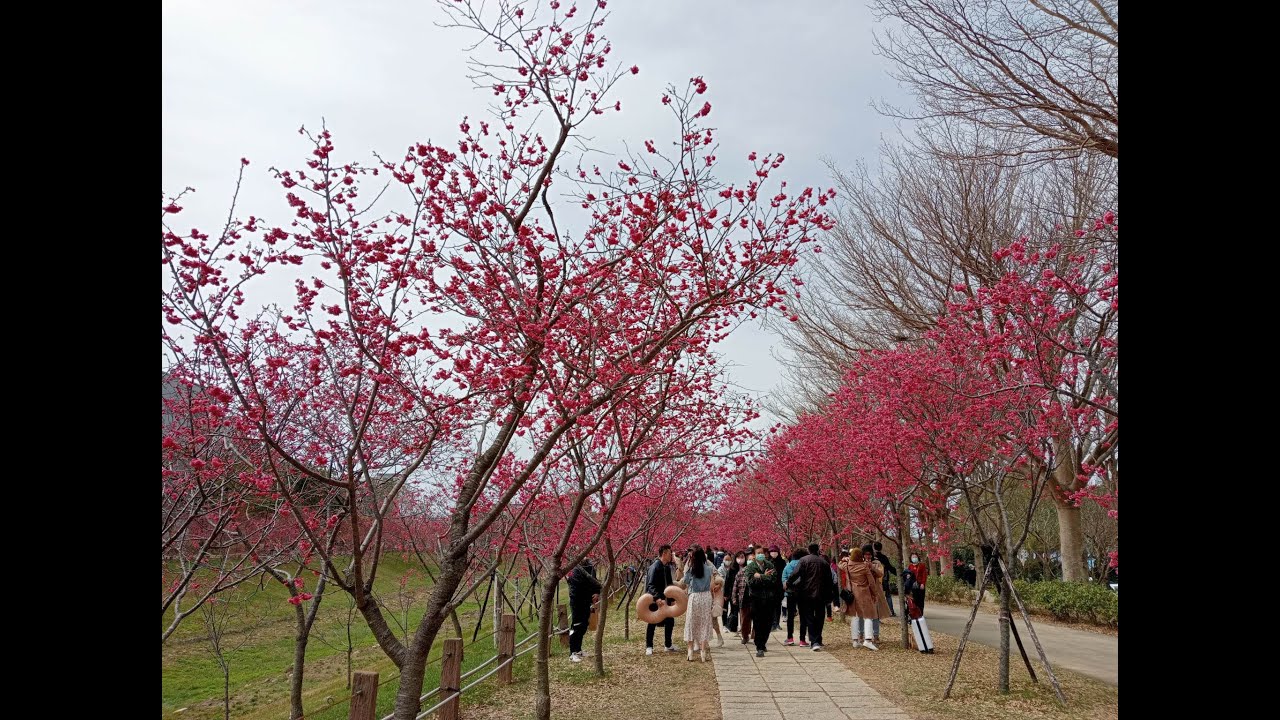 Fully bloom Sakura Cherry blossoms beautiful - YouTube