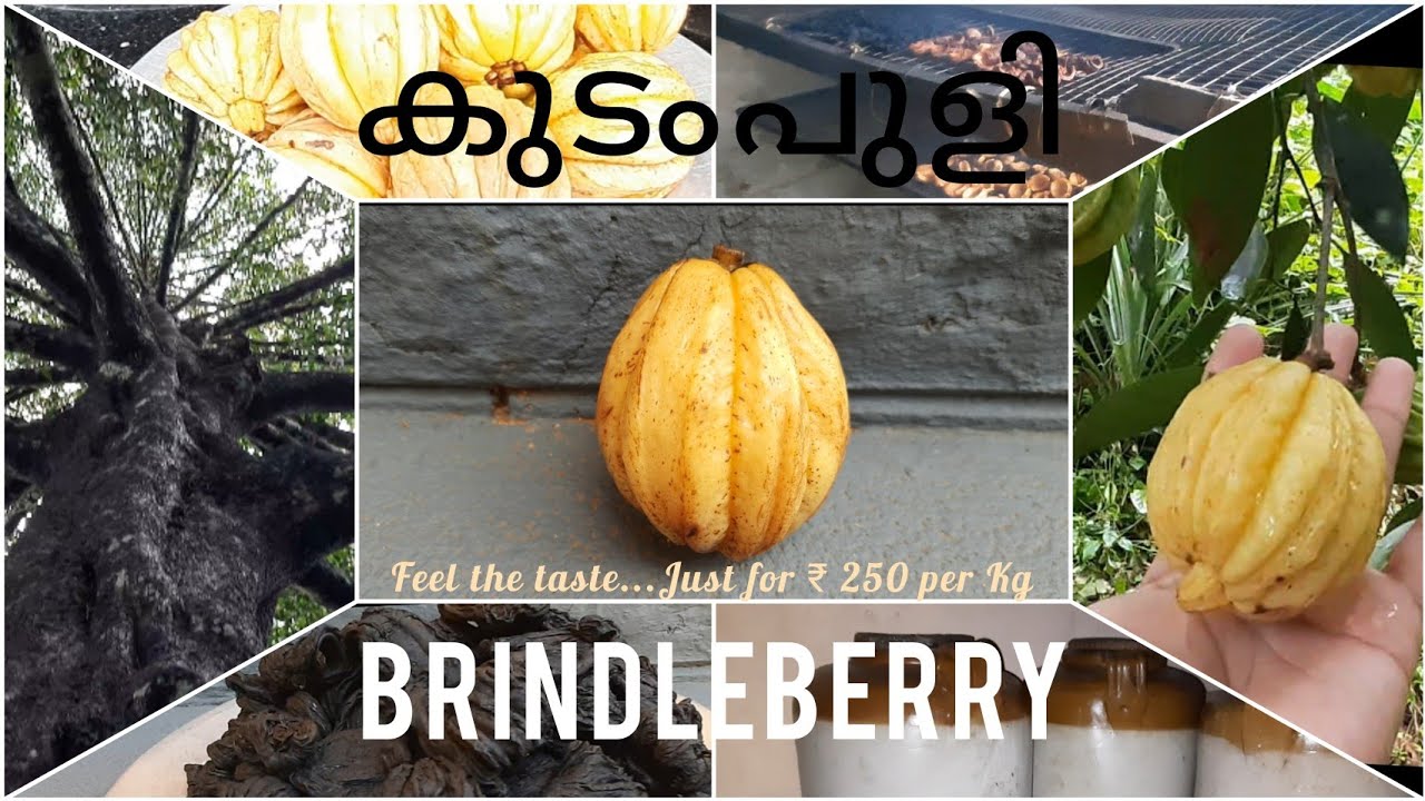 💥BIG DEAL💥Best home grown | Brindleberry | Kudampuli | കുടംപുളി | check ...