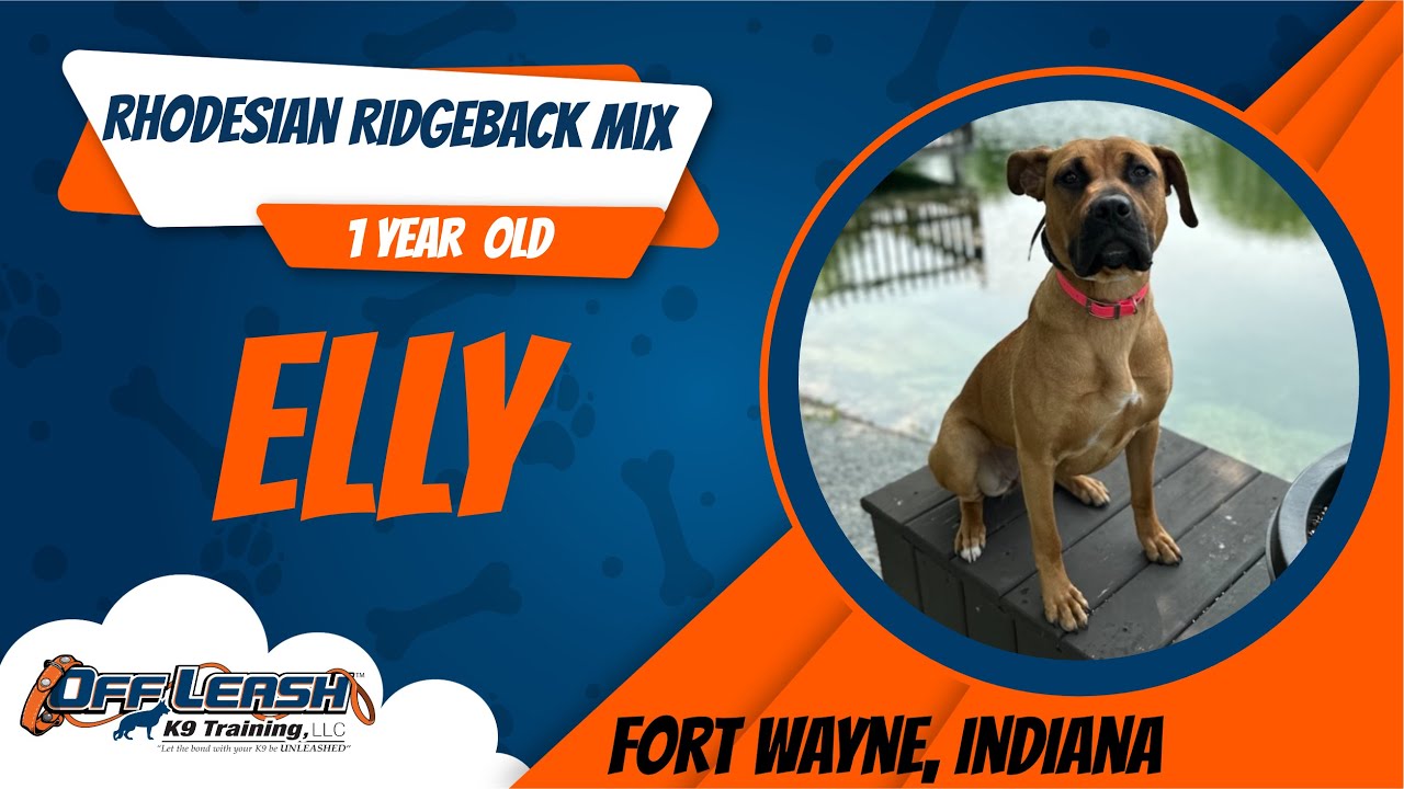 Dog Obedience Fort Wayne | 1 year old Rhodesian Ridgeback Mix | Off ...