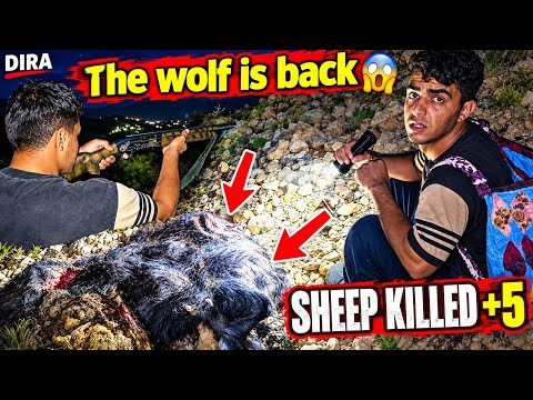 A WOLF ATE ANOTHER SHEEP! 😱 Amin Heads Into the Mountains at Midnight to Hunt the Wolf