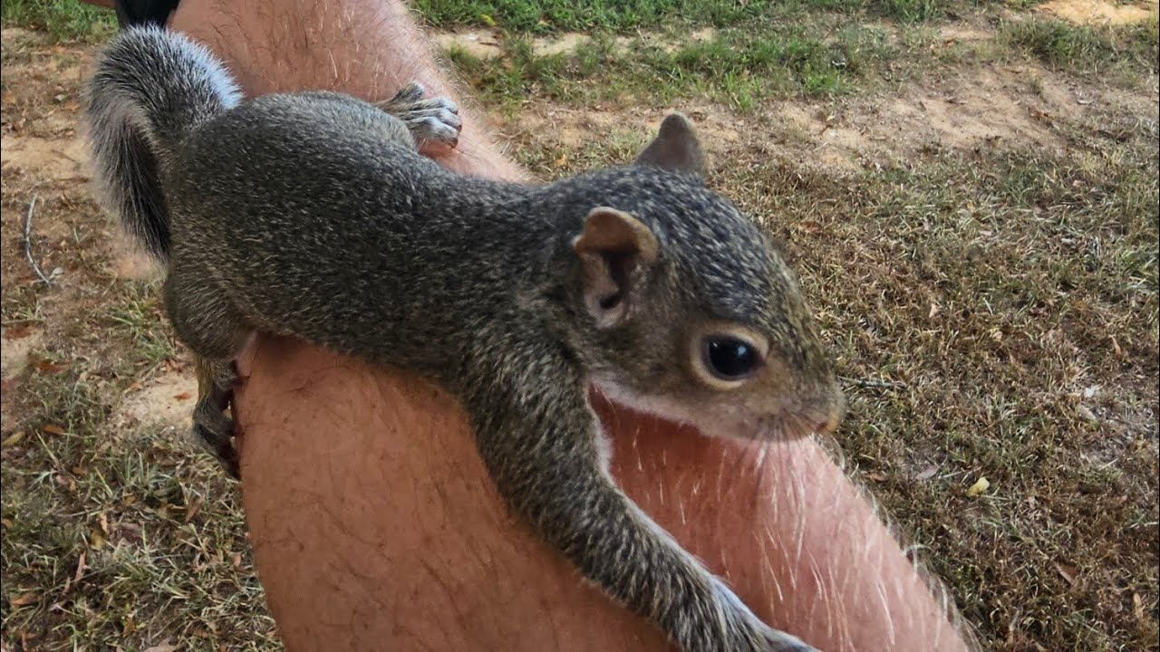 Sammy the squirrel - YouTube