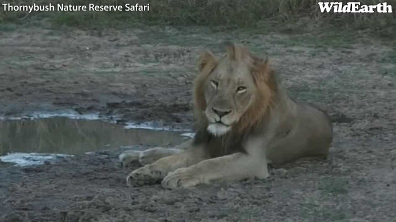 Learning About the Black Dam Male Lion June 8, 2013 - YouTube