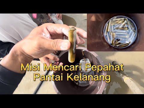 Teknik Dan Cara Mencari Siput Pepahat @ Pantai Kelanang - YouTube