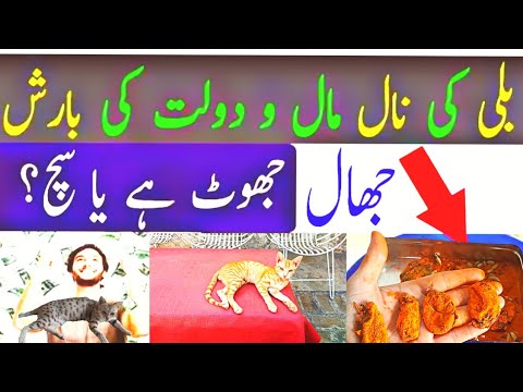 Billi ki jer k faidy | Bili ki naal | benefits of keeping a cat at home| billi ki jhal | #zarikakhan