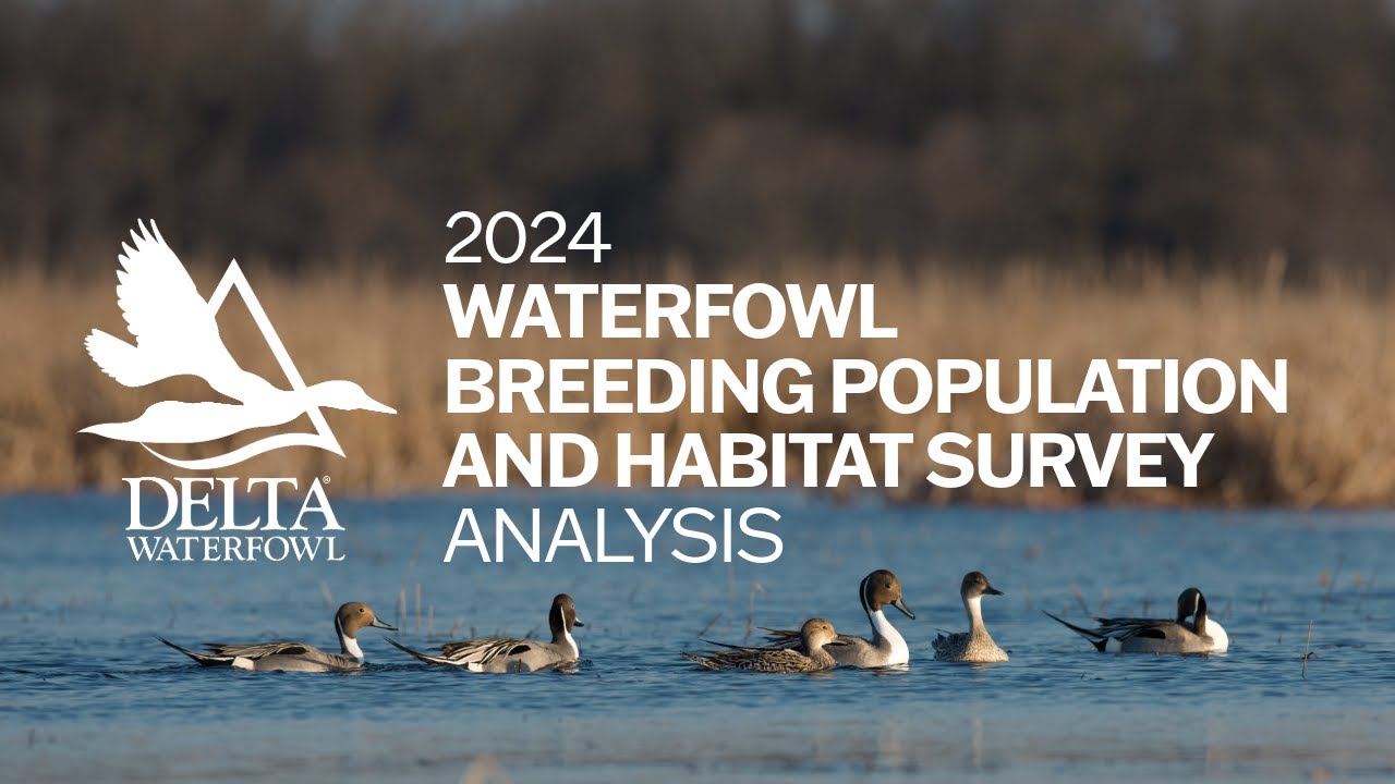 2024 Waterfowl Breeding Population and Habitat Survey Analysis - YouTube