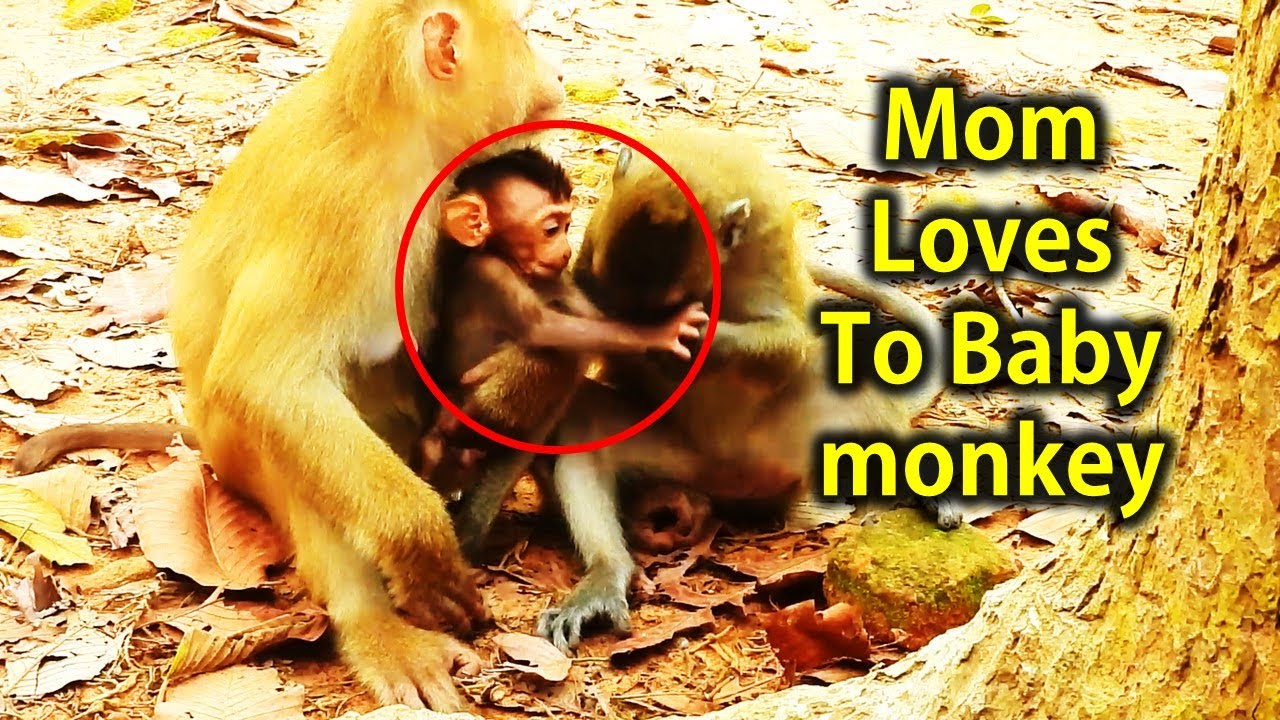 Oh_Story of a lovely baby monkey always making mom happy#cutebaby # ...