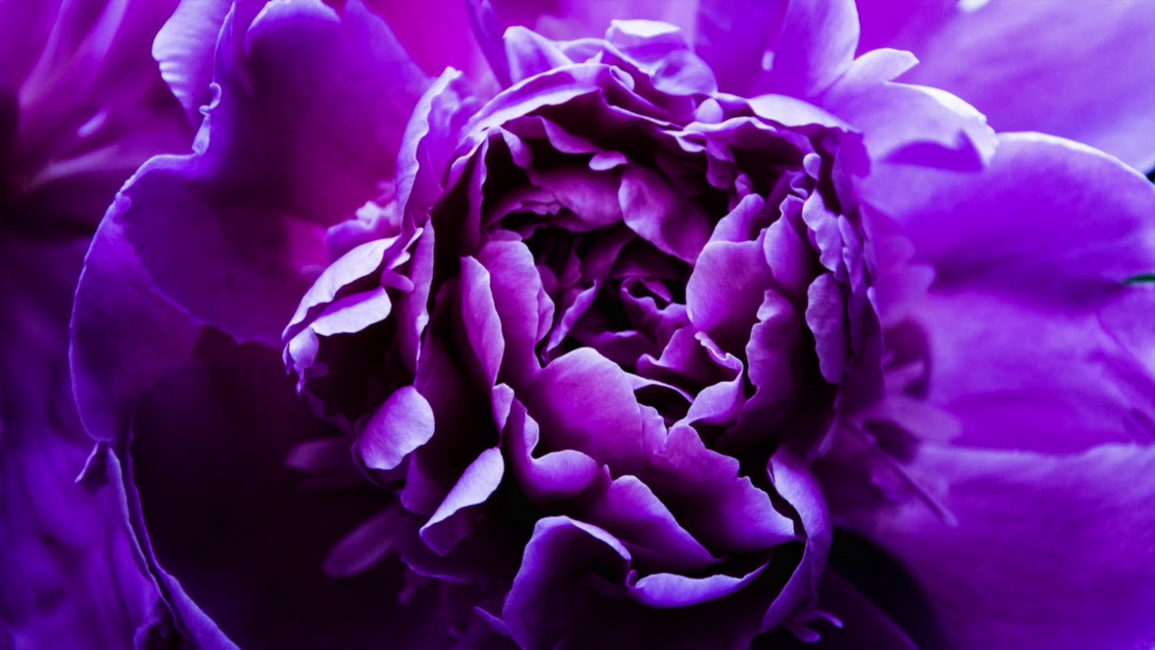 20 Minute Meditation | Calm Your Mind | High Purple Frequency RELAX 💜 ...