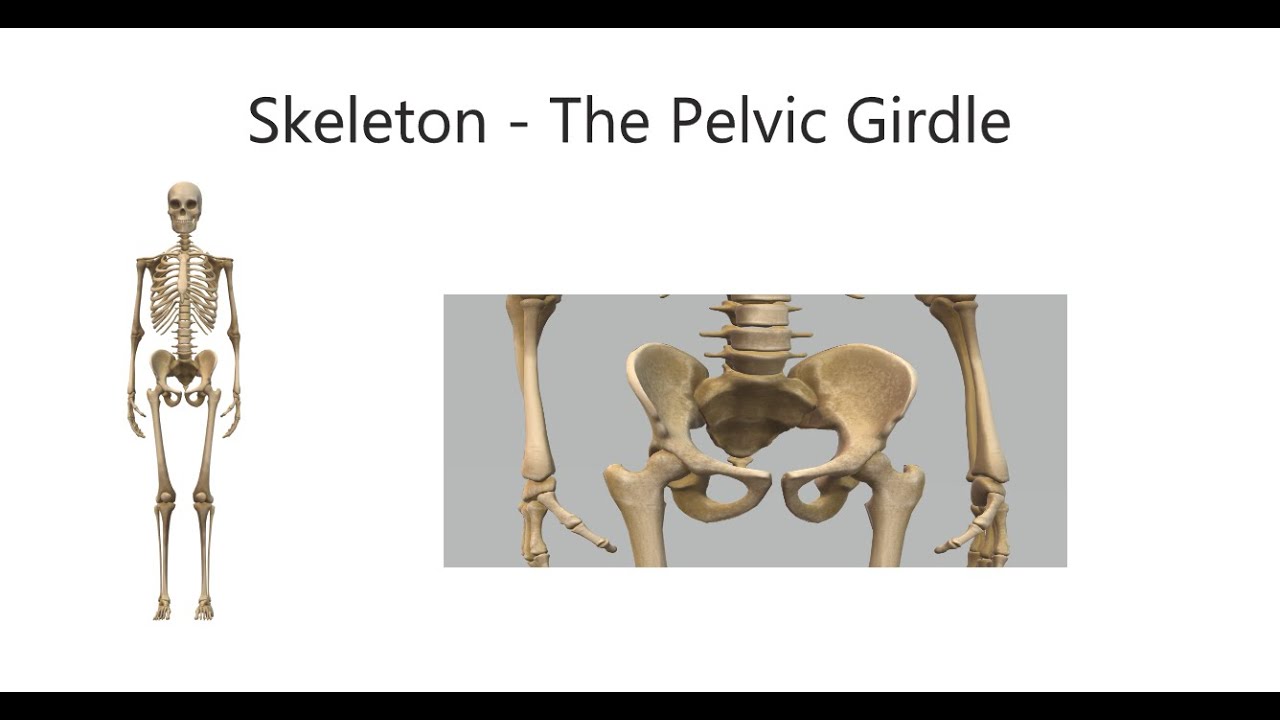 Human Skeleton - The Pelvic Girdle (Hip Bones) - YouTube