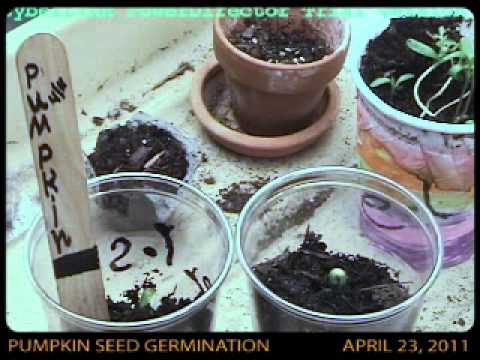 Pumpkin Seed Germination - YouTube