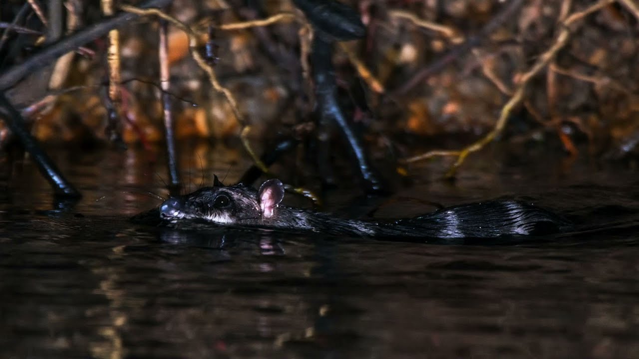 The Rare Water Opossum in Costa Rica - YouTube