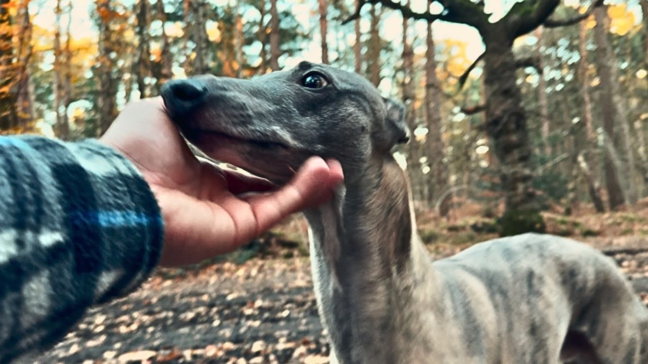 Walk With Us | Sunset Autumn Walk With a Whippet 🍂 - YouTube