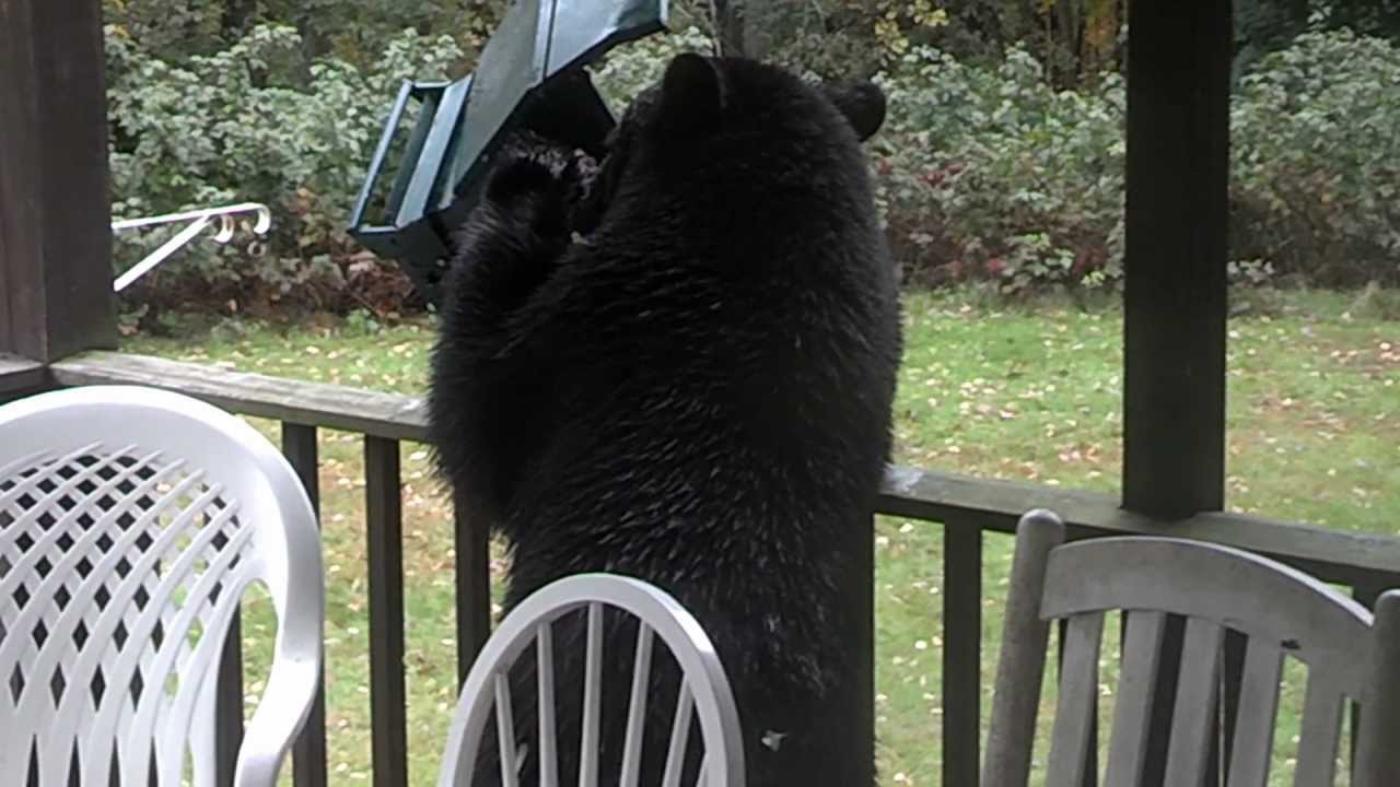 Backyard bear, Westford MA - YouTube