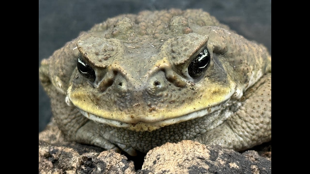 Odin and Toad update look how they have grown - YouTube