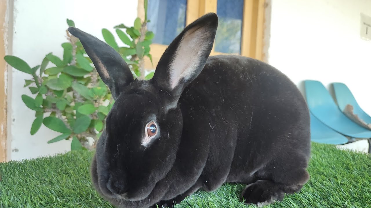 Rabbit Farming In Pakistan Complete Guidance Part5 // پاکستان میں خرگوش ...