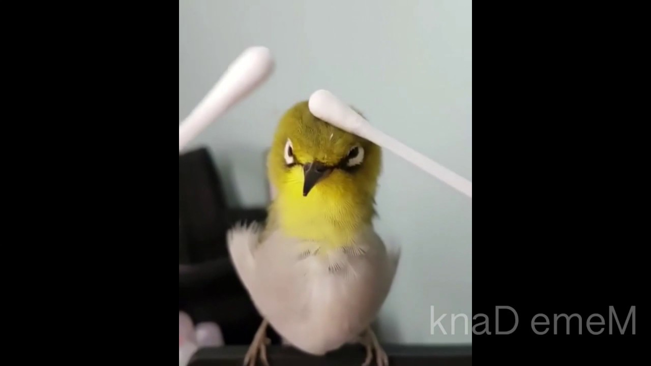 Q-tip bird - YouTube