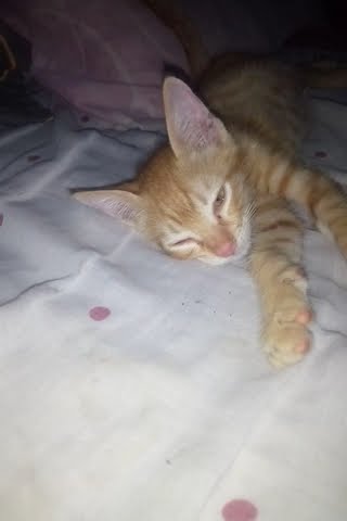 Coco lagi tidur - YouTube